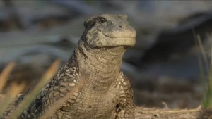 Simosuchus | VS Battles Wiki | Fandom