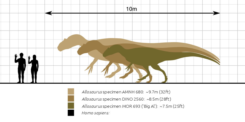 Allosaurus Size Comparison