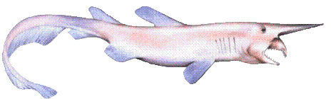 Goblin Shark Jaw Gif