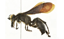 User blog:Nuhuhnuhuh/Garuda wasp | VS Battles Wiki | Fandom