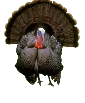 Common Turkey | VS Battles Wiki | Fandom