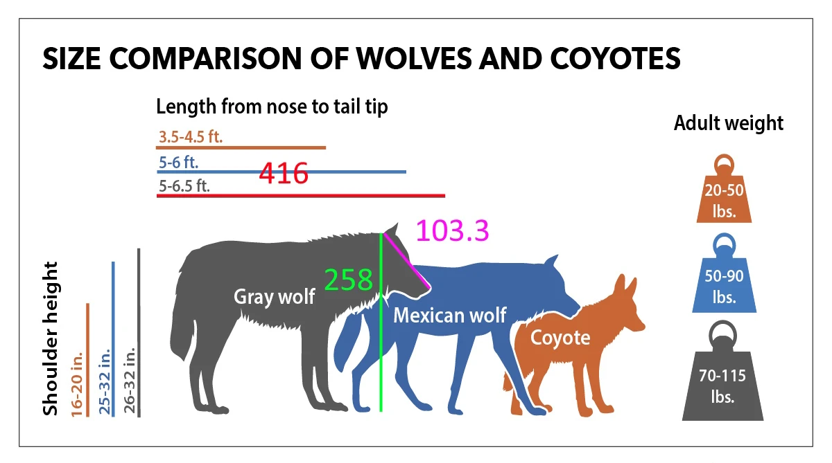 User blog:Shmeatywerbenmanjenson/Big Wolves | VS Battles Wiki | Fandom