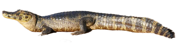 Yacare Caiman | VS Battles Wiki | Fandom