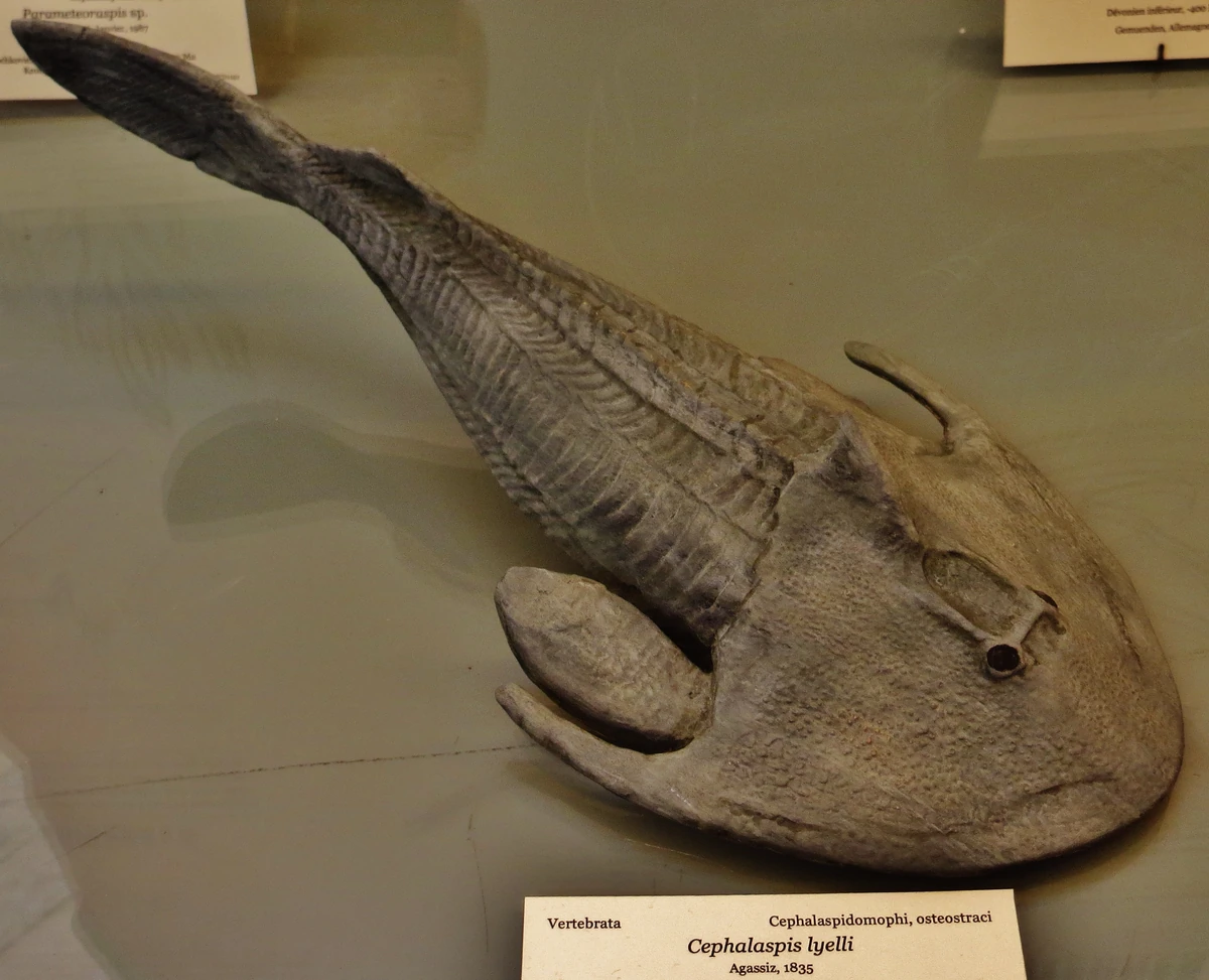 Cephalaspis | VS Battles Wiki | Fandom