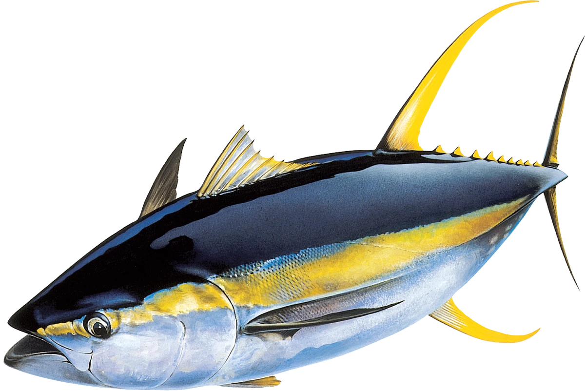 Yellowfin Tuna | VS Battles Wiki | Fandom