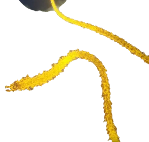 King Ghidorah (Godzilla Anime Trilogy) | VS Battles Wiki | Fandom