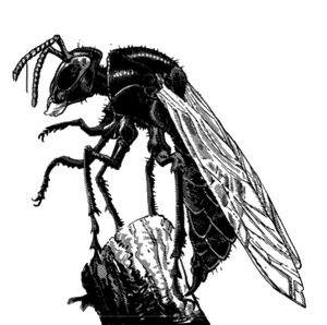 Giant Wasp (Dungeons and Dragons) | VS Battles Wiki | Fandom