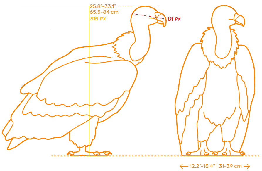 User Blogdark Cariocahurricane Bird Gpe Vs Battles Wiki Fandom
