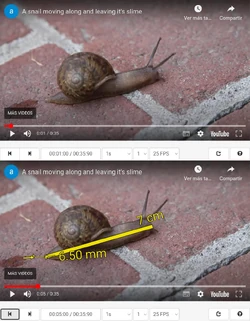 User blog:Therefir/Real Life: Snail Speed | VS Battles Wiki | Fandom