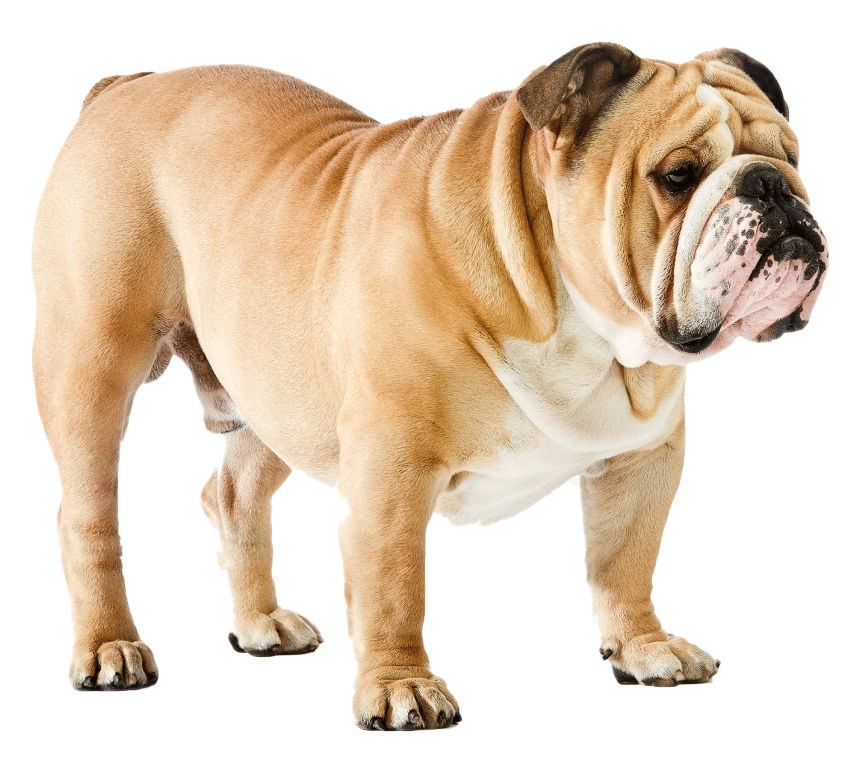 Bulldog | VS Battles Wiki | Fandom