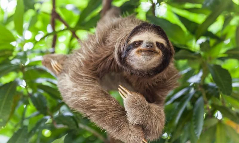 Three-Toed Sloth | VS Battles Wiki | Fandom