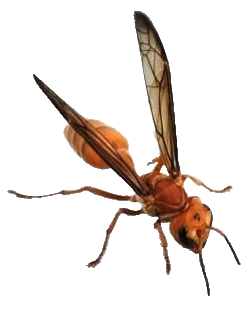 Warrior Wasp | VS Battles Wiki | Fandom