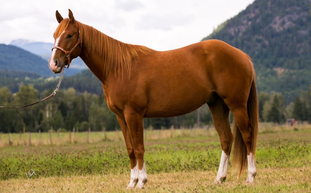 Sorrel Quarter Horse Stallion