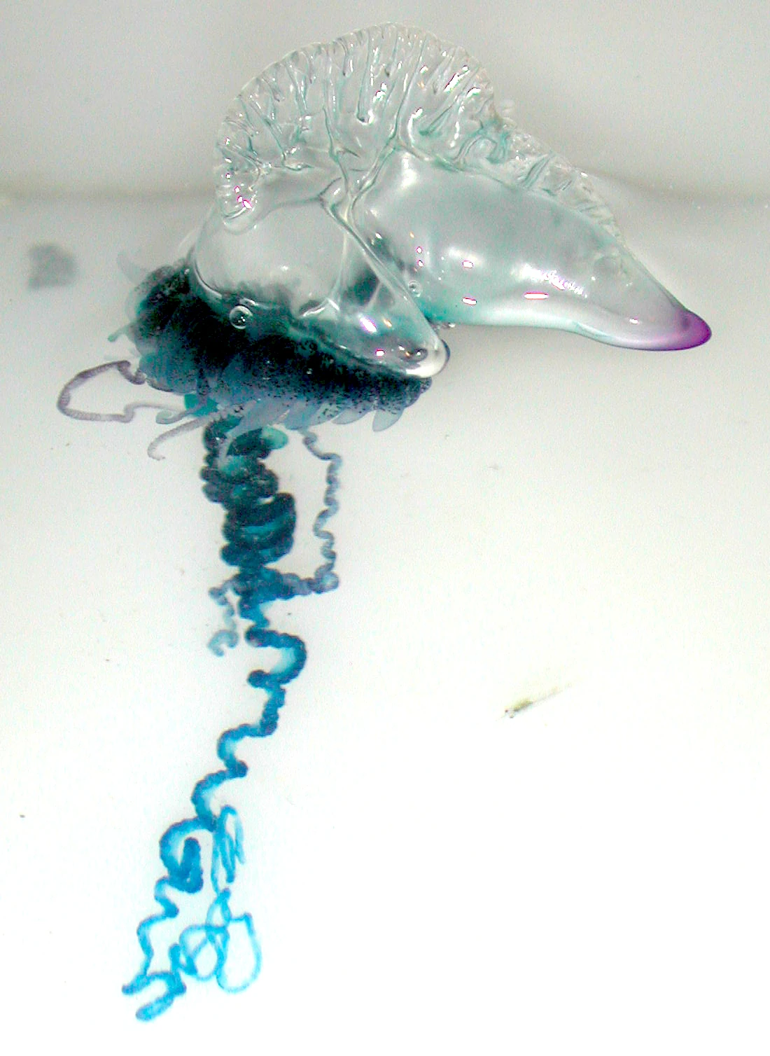 Portuguese Man O War VS Battles Wiki Fandom Portuguese Man O War VS Battles Wiki Fandom
