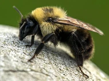Bee (Real Life) | VsDebating Wiki | Fandom