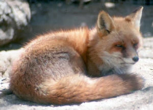 Tooth | Vulpine Wiki | Fandom