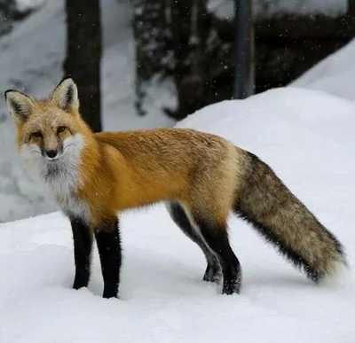 Lope | Vulpine Wiki | Fandom