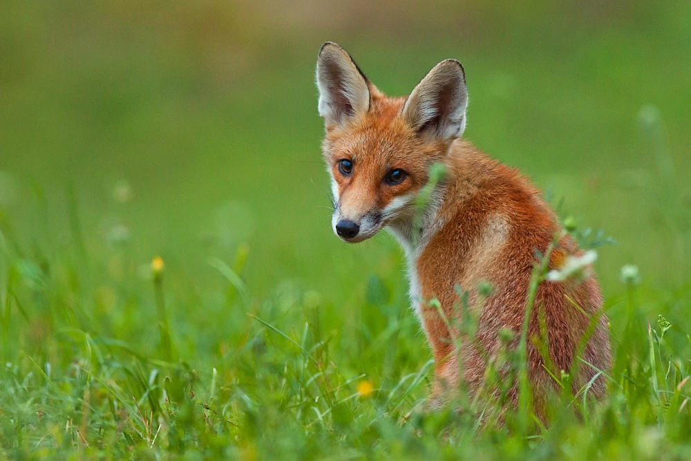 Spark | Vulpine Wiki | Fandom