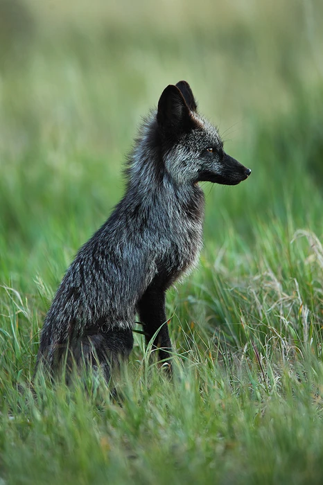 Nikl | Vulpine Wiki | Fandom