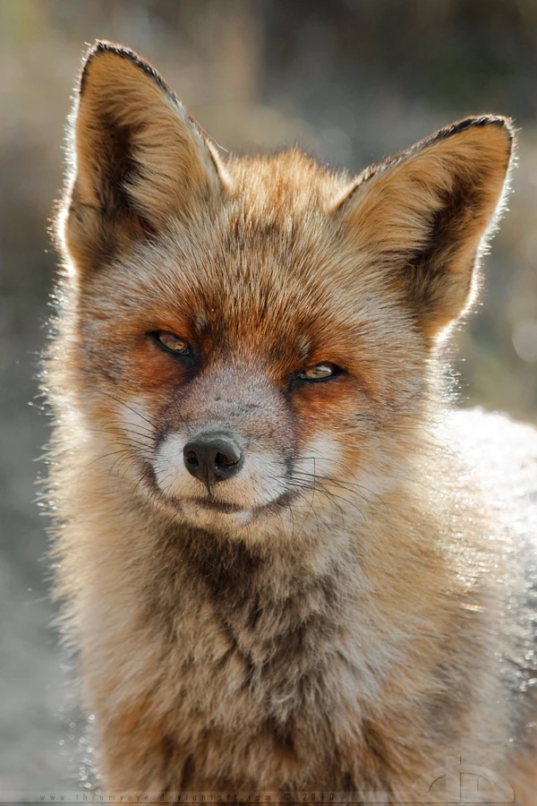 Kane | Vulpine Wiki | Fandom