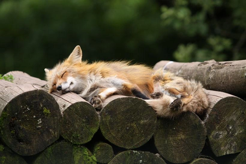 Teeko | Vulpine Wiki | Fandom