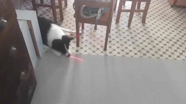 Awesome dog Astolfo | VvvvvaVvvvvr Wiki | Fandom