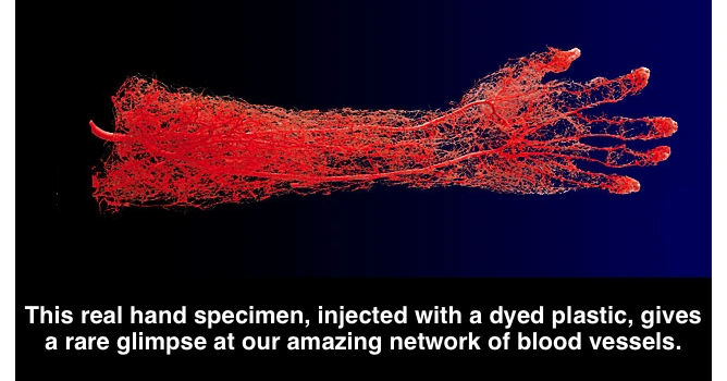 The Blood Vessels in Your Hand | Wait But Why Wiki | Fandom