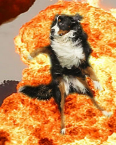 Action Dog | Wakefield Wikia | Fandom