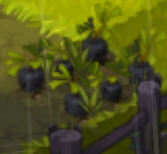 Black Cawwot Plant | Wakfu Wiki | Fandom