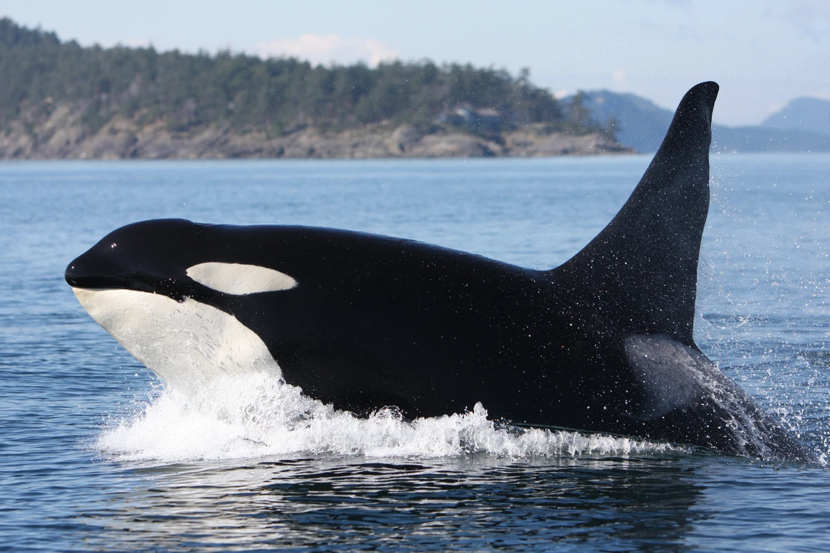 Schwertwal | Wal, Delfin und Hai Wiki | Fandom