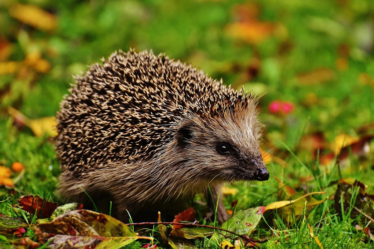 Igel | Wald Wiki | Fandom