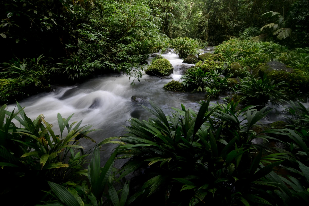 Jungle | WalkerClassHeartofDarkness Wiki | Fandom