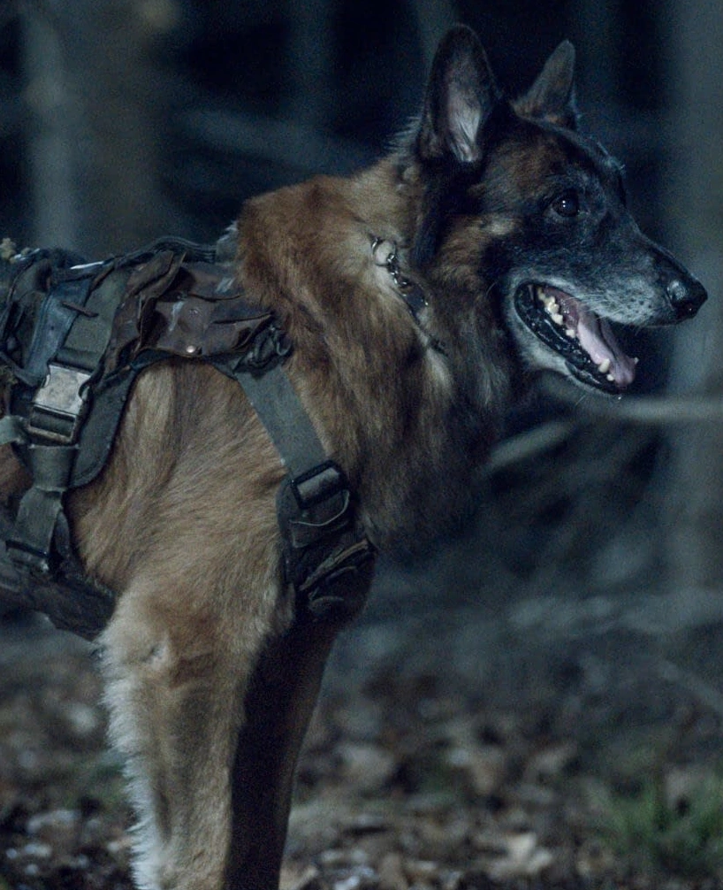 Chien (série TV) | Wiki The Walking Dead | Fandom
