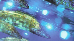 Haikouichthys | Walking With Wiki | Fandom