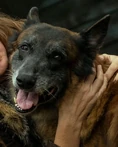 Dog (TV Series) | Walking Dead Wiki | Fandom