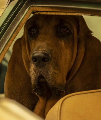 Rufus (Fear) | Walking Dead Wiki | Fandom