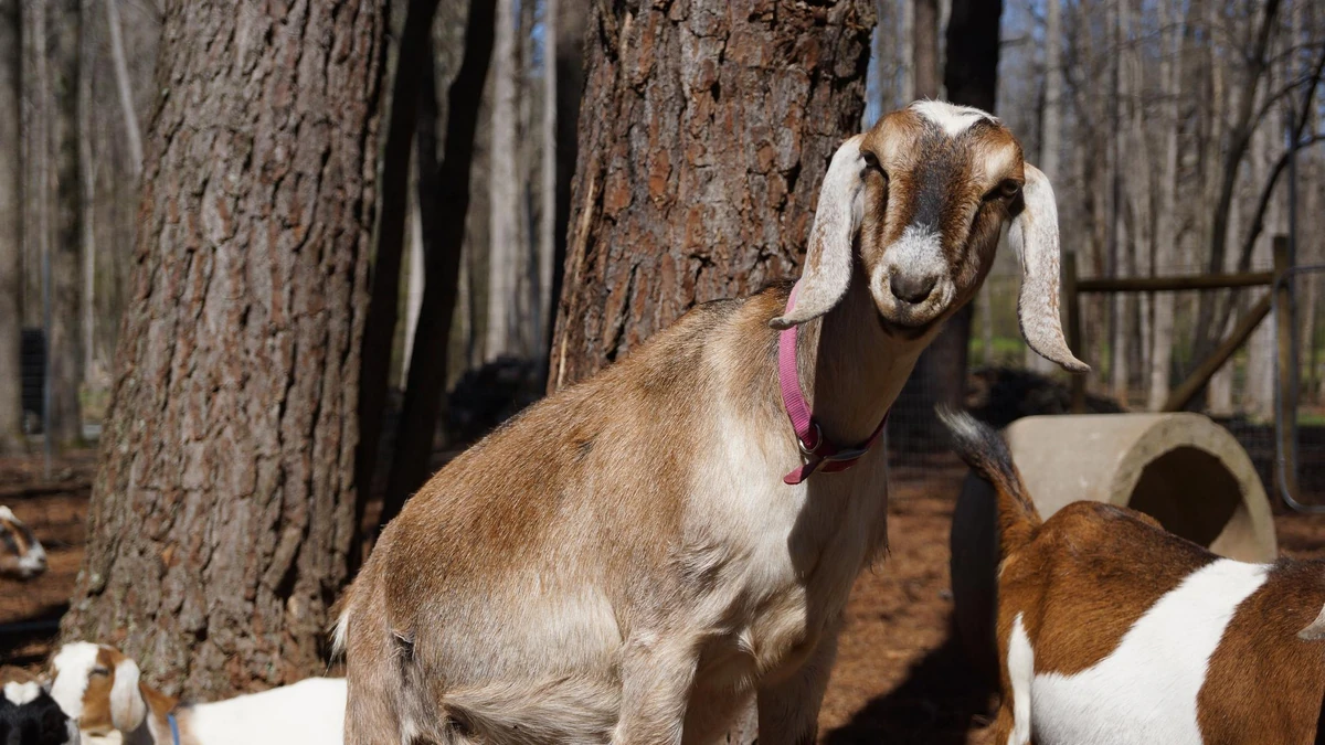 Ruby (Animal) | Walking Dead Wiki | Fandom