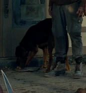 Rufus (Fear)/Gallery | Walking Dead Wiki | Fandom