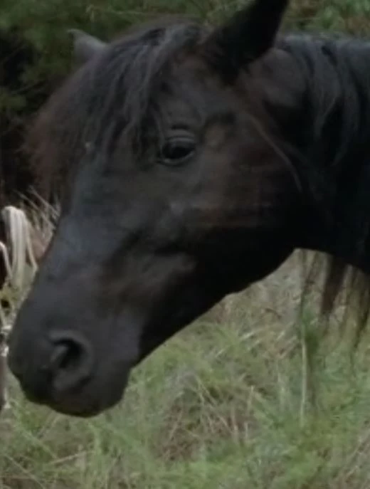 Buttons (TV Series) | Walking Dead Wiki | Fandom