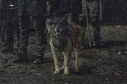 Dog (TV Series)/Gallery | Walking Dead Wiki | Fandom