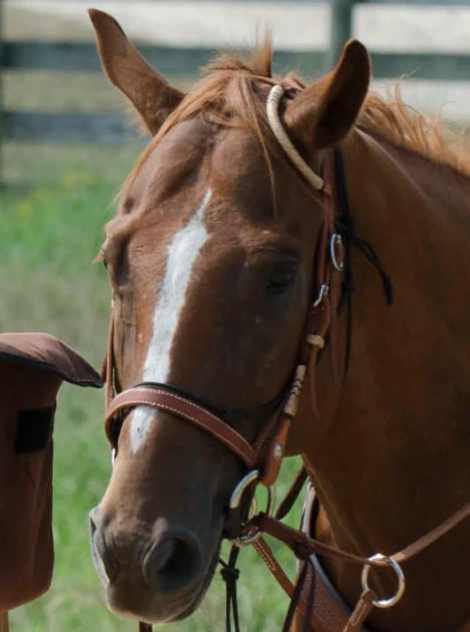 Nelly (TV Series) | Walking Dead Wiki | Fandom