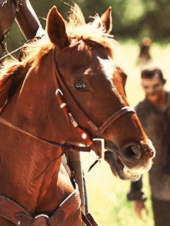 Chase (Animal) | Walking Dead Wiki | Fandom