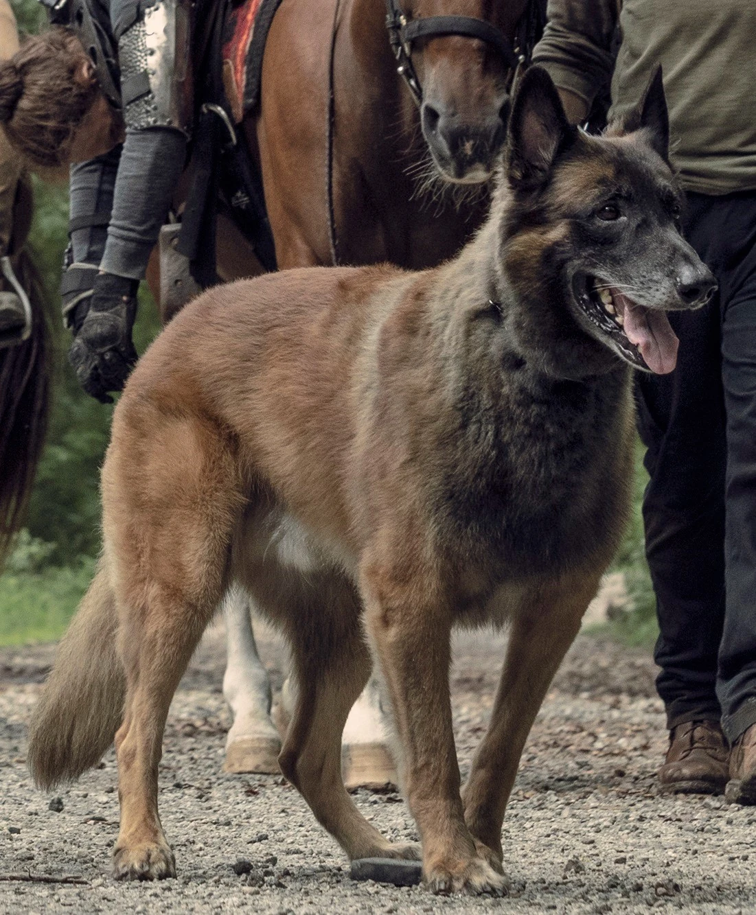 Dog (Động vật) | Wikia The Walking Dead tiếng Việt | Fandom