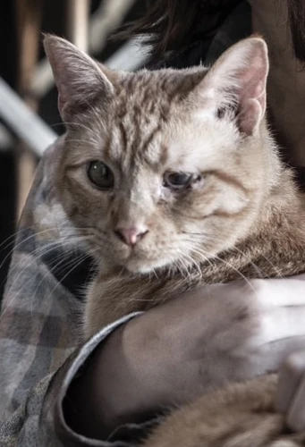 Skidmark (Fear) | Walking Dead Wiki | Fandom