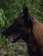 Dog (TV Series)/Gallery | Walking Dead Wiki | Fandom