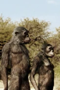 Australopithecus afarensis | Walking With Wikis | Fandom