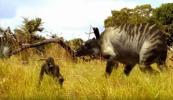 Walking With Beasts Ancylotherium