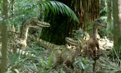 Velociraptor Walking With Dinosaurs
