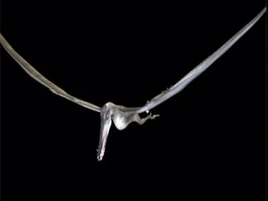 Dorygnathus | Walking With Wikis | Fandom