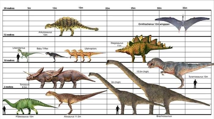 Dinosaur Size Chart